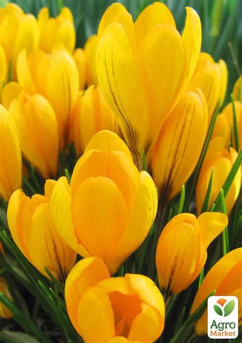 Крокус великоквітковий "Yellow" 5шт в упаковці купити поштою в Одесі ...