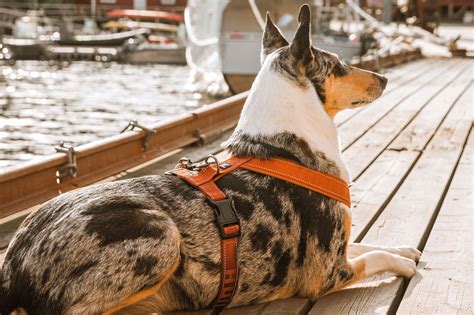Hurtta dog harnesses – Hurtta.com
