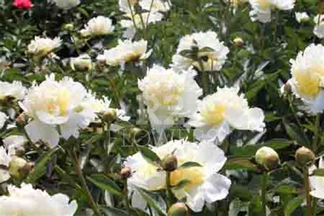 Bridal Shower – R2 Flowers BV | Broker in Paeonia