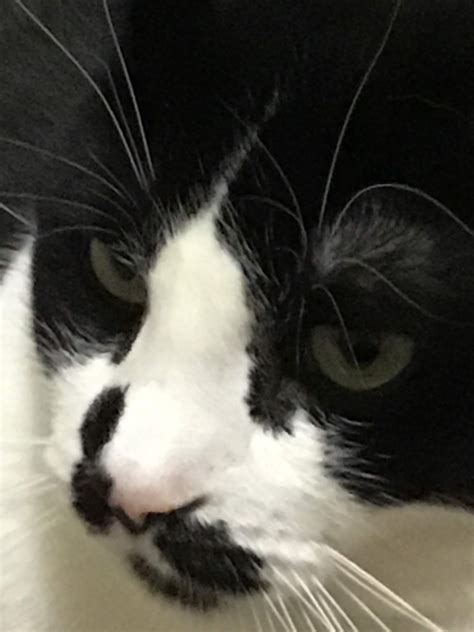 Chappy | Wiki | Cats Amino