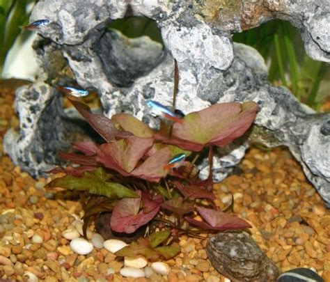 Купить Нимфею звездчатую (Nymphaea stellata) в Челябинске