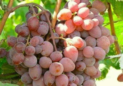 Купить саженцы розового винограда питомник Гарден Класс – доставка ...