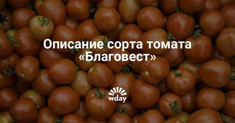 Томат благовест: характеристика и описание сорта, отзывы садоводов, фото
