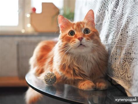 Огненно-рыжий красавец кот Филимон в добрые руки в Москве