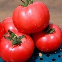 Семена томатов (помидоров) купить в Минске, по Беларуси почтой