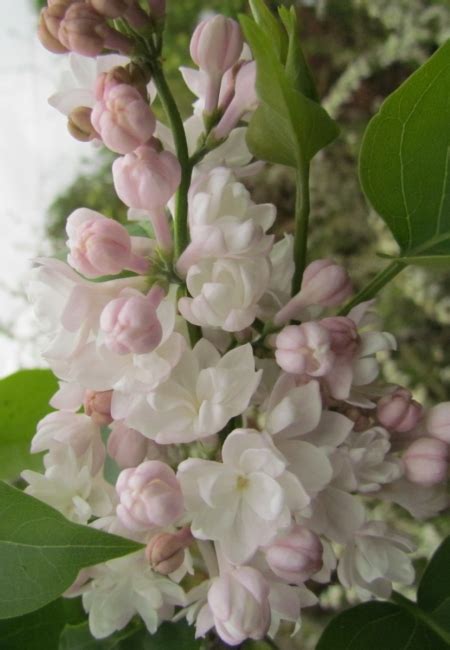 Сирень обыкновенная "Красавица Москвы" | Euro-plant