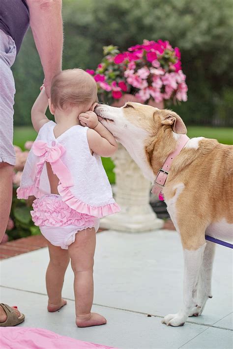 70,000+ Free Baby Dog & Dog Images - Pixabay