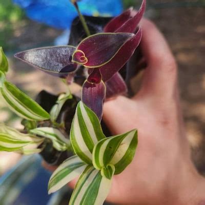 Jose Puig Tradescantia Gibasis - Etsy
