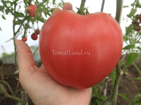 Томат Минусинские плоские сердца: описание, ОТЗЫВЫ, фото, урожайность ...