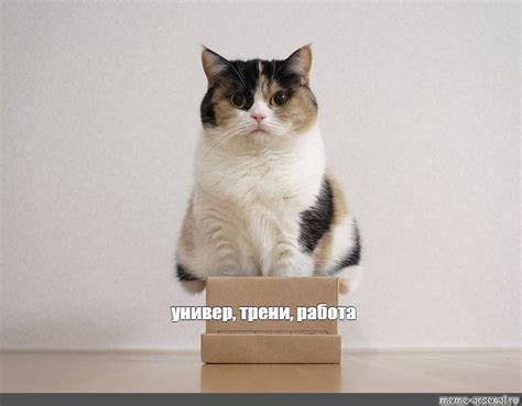 Мем: "универ, трени, работа" - Все шаблоны - Meme-arsenal.com