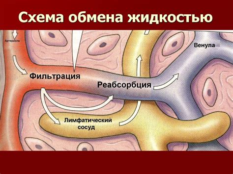 Физиология крови | Кинезиолог