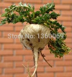 Купить maca 50pcs/lot, перуанский женьшень, мака семян Клоповник Мейена ...