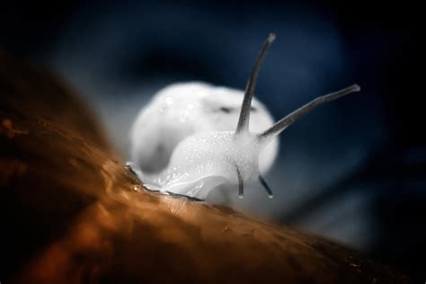 Puzic.... by IgorGlavas on DeviantArt