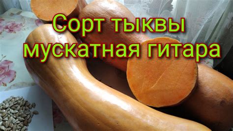 Когда собрать семена из тыквы. Мой любимый сорт тыквы мускатная гитара ...