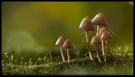 NoEmotion | Fungi macro - inhouse project