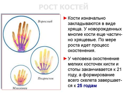 Опорно-двигательный аппарат - презентация онлайн