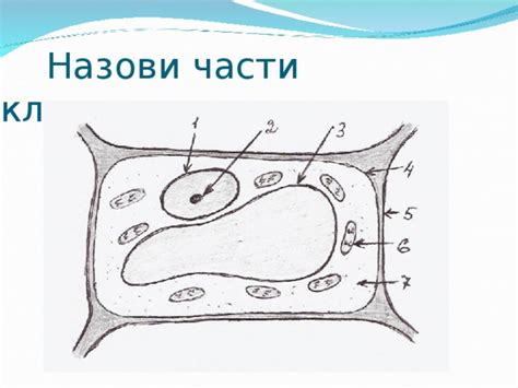 Разработка урока биологии по теме:"Строение клетки". 5 класс - биология ...