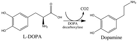 L-DOPA | HVMN® Biohacker Guide