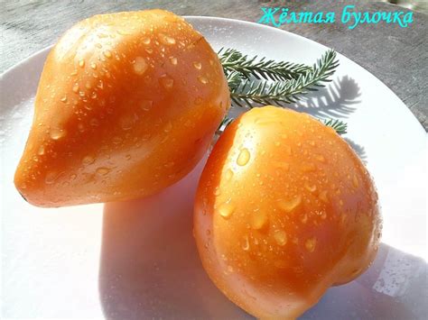 Томат Желтая булочка: описание сорта, отзывы, фото