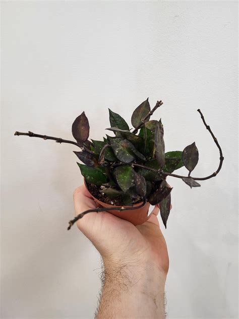 Hoya krohniana 'Black' – Wild Willy's Plants and Flowers