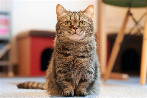 Kinkalow Munchkin Cat