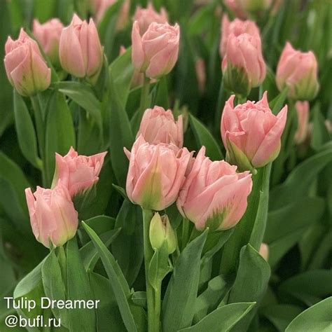 Tulip Dreamer авторское фото BUFL.RU | Луковичные цветы, Цветы ...