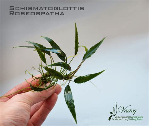 Bucephalandra Plants: Schismatoglottis Roseospatha