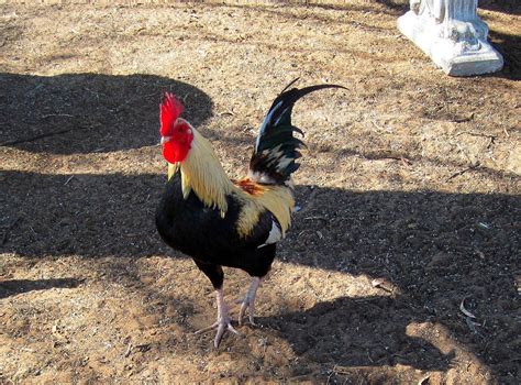 Black And Blonde Cock Free Stock Photo - Public Domain Pictures