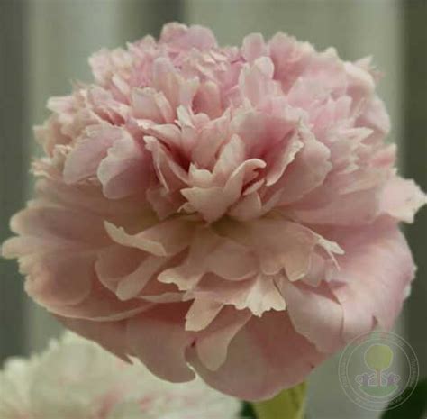 Пион Кёнигин Вильгельмина (Paeonia Koenigin Wilhelmina) купить в Москве ...
