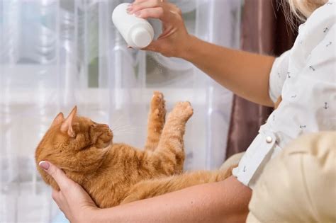 Сухой шампунь для кошек: правда ли хорошо? | Кот с вами | Дзен