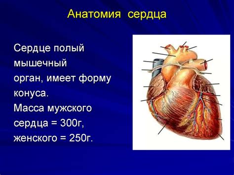 Анатомия сердца - online presentation