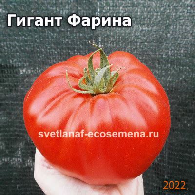 Gigante Farina (Гигант Фарина)