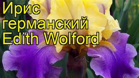 Ирис германский Эдит Вофорд. Краткий обзор, описание характеристик iris ...