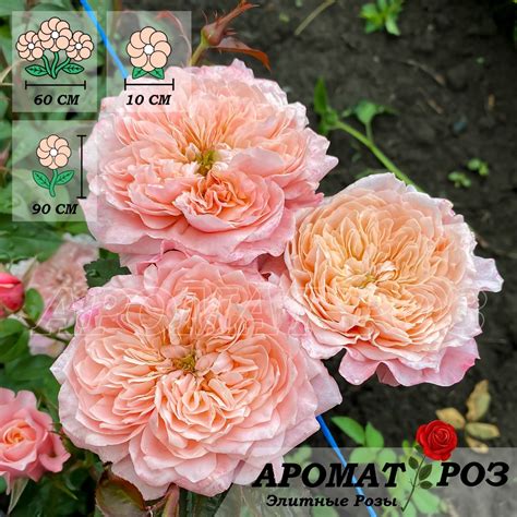 Микото (Mikoto) – Розы Японской Селекции - купить Аромат-роз.рф