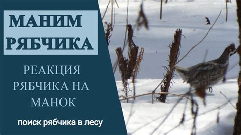 Маним рябчика. Поиск рябчика в лесу. - YouTube