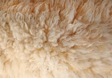Premium Photo | Close up of lambswool texture