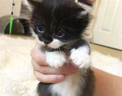 Miracle preemie kitten with the heart of a warrior – Artofit
