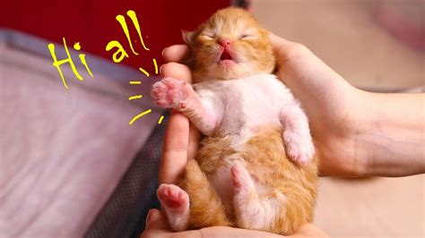 Cute Newborn Kittens Open Their Eyes For The First Time! Sleet kitten ...