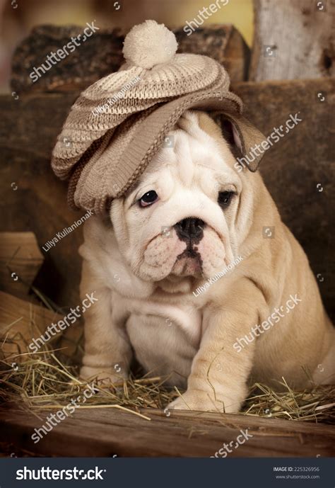832 English Bulldog Clothes Images, Stock Photos & Vectors | Shutterstock