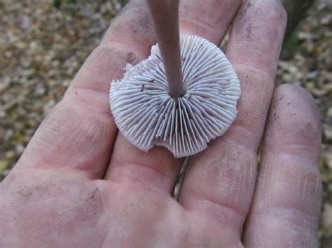 Мицена чистая (Mycena pura) фото и описание