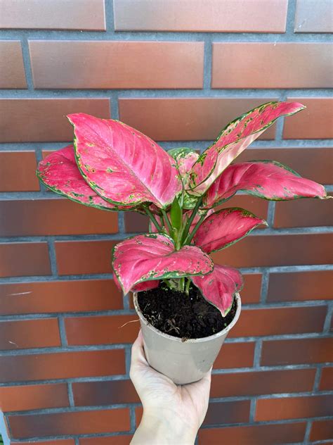 Aglaonema Sun Star Loveplants