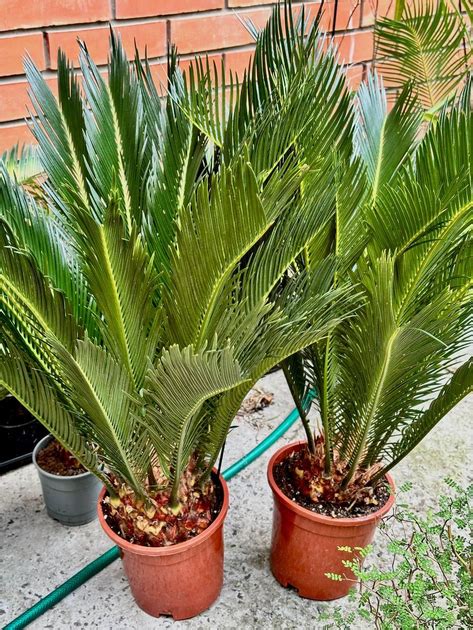 Цикас Революта (Саговник) Cycas Revoluta, висота 60 - 70см, горщик 17 ...