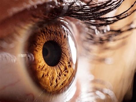Darlene Shiley Gives $10M To Expand Shiley Eye Institute At UCSD | San ...