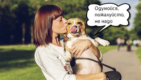 Сигналы примирения у собак - DogZilla