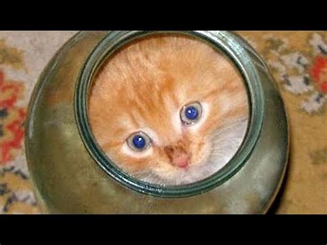 Котенок не мог вылезти из банки. Посмотри, что сделала мама-кошка. Это ...