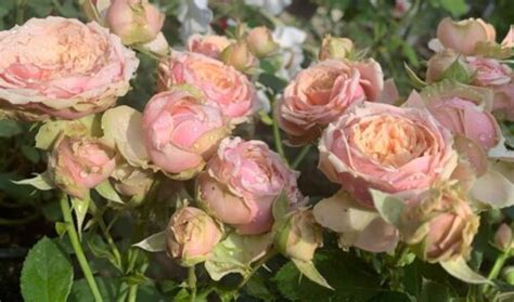 Роза Эден Романтика. (Eden Romantica) Флорибунда купить в интернет ...