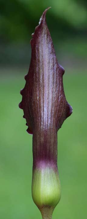 Sauromatum giganteum