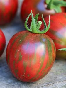Томат Кустовой бифштекс (Bush Beefsteak)
