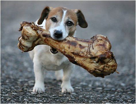 Big bone - Funny pictures of animals