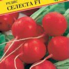 Купить Семена Редис "Селеста" F1 1 гр, Престиж в питомнике. Доставка ...